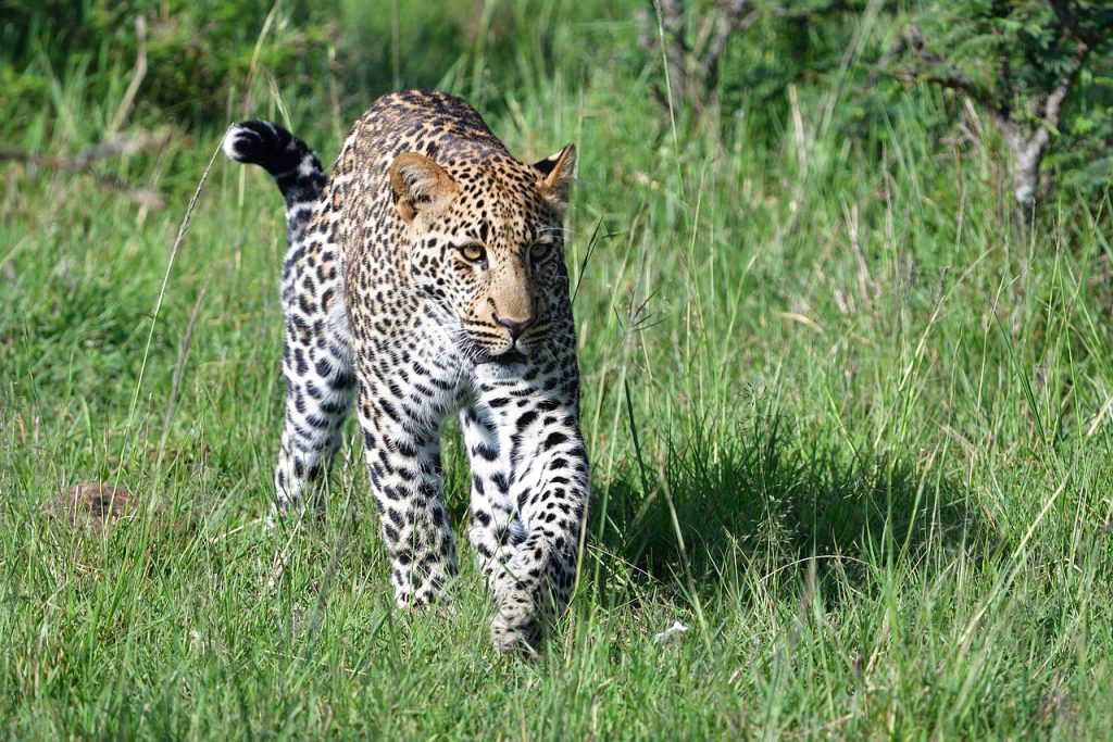 Despre leopard: caracteristici, comportament și habitate