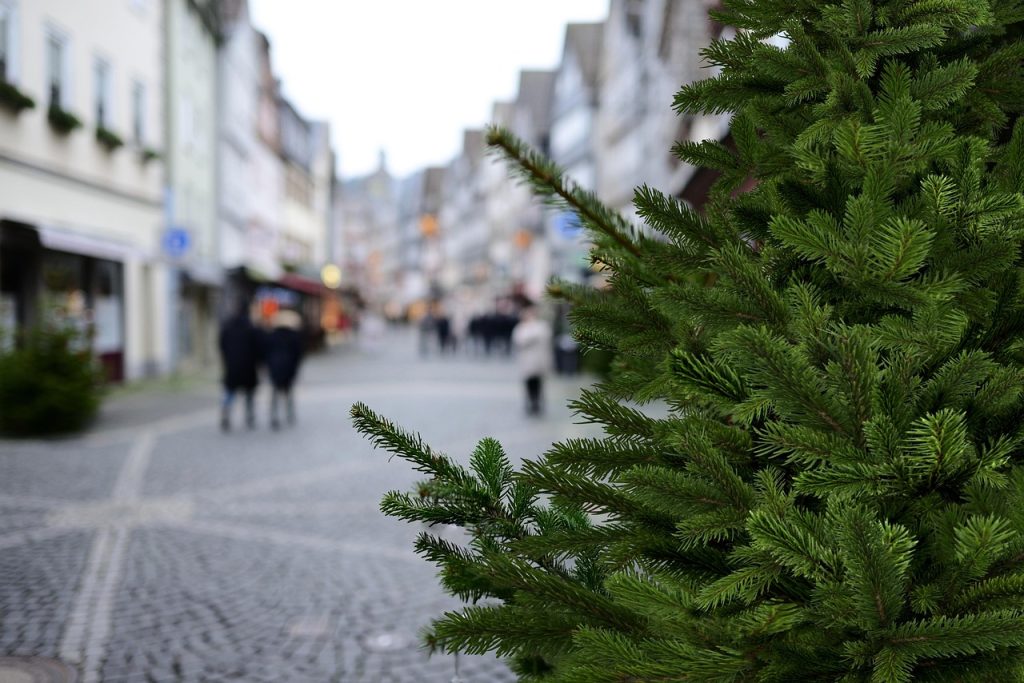 Arbori ornamentali veșnic verzi: bradul, simbol al eleganței