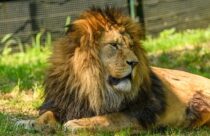 Despre leopard: caracteristici, comportament și habitate